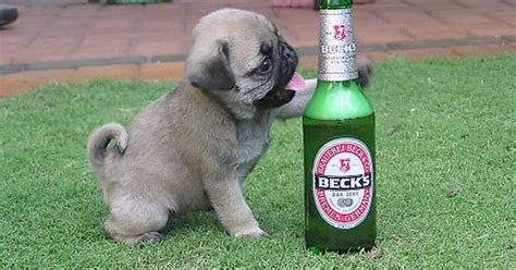 Imgur Year One The 50 Most Popular Images 2009 2010 Album On Imgur