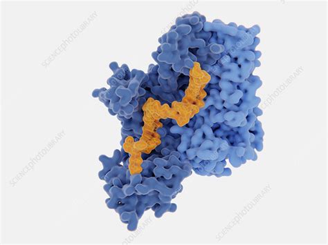 Hiv 1 Reverse Transcriptase Inhibition Illustration Stock Image