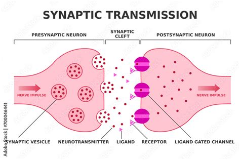 Synaptic Transmission Neurotransmission Nerve Impulse Transition From