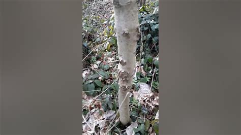 ტყეში მოგზაურობა 1 Youtube