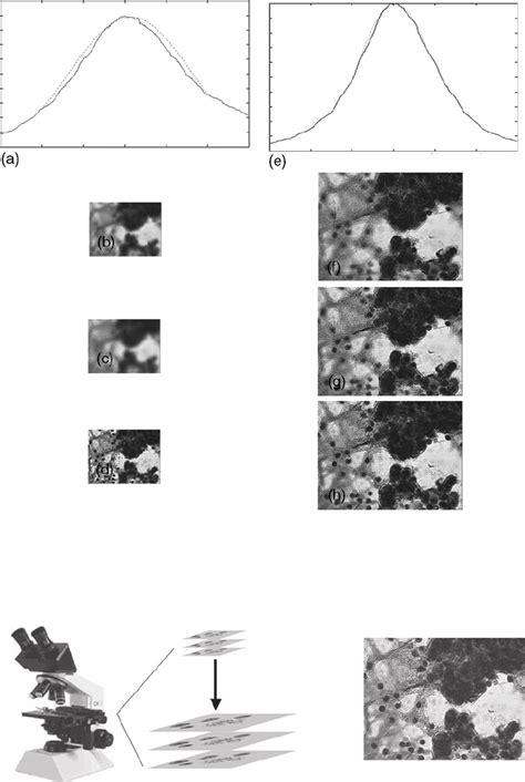 157 Summary Of Important Points Microscope Image Processing Book