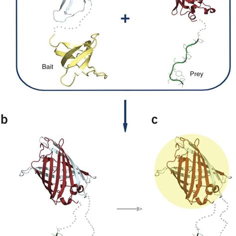 Fluorescent Proteins Used In Bimolecular Fluorescent Complementation Download Table