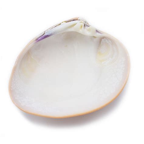 4 Inches Globular Quahog Clam Shell 2 Packs Michaels