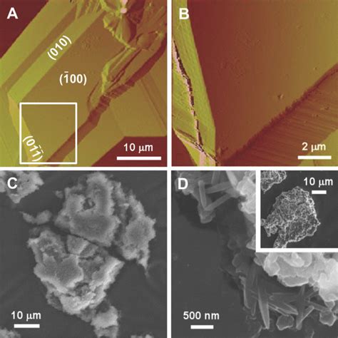 The Morphology Of β Hematin Crystals Grown At The Interface Between