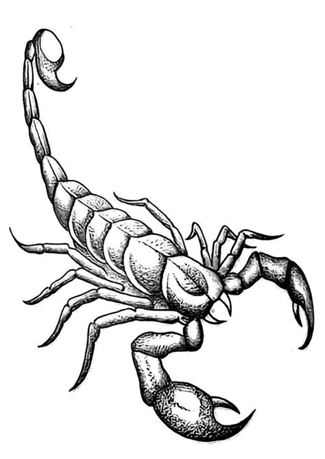 Scorpion Tattoo Design Drawing Tatuagem De Escorpião Tatuagem Flash