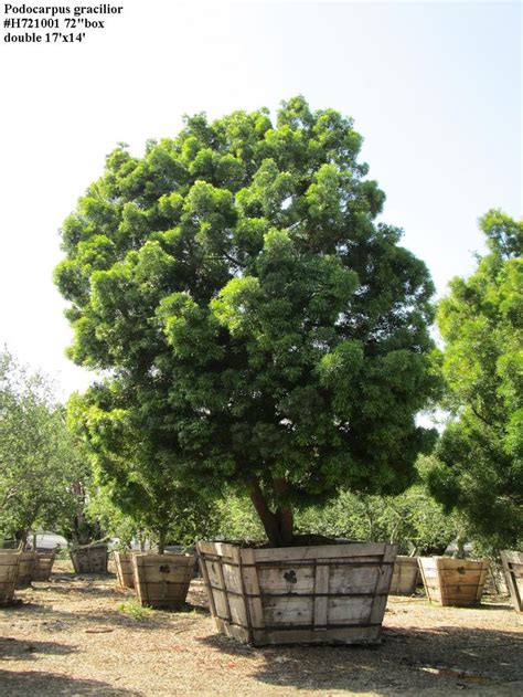 Podocarpus Gracilior Tree Image Search Results Hedges Landscaping