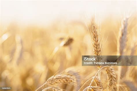 햇볕이 잘 드는 필드 풀 프레임 배경에 트리티케일 그레인 라이밀 곡초류에 대한 스톡 사진 및 기타 이미지 라이밀 곡초류 라이밀 주식 가을 Istock