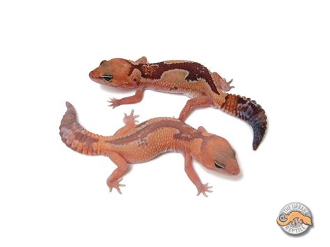 Гемитеконикс Зулу Африканский толстохвостый геккон Zulu Zulu Hemitheconyx Caudicinctus