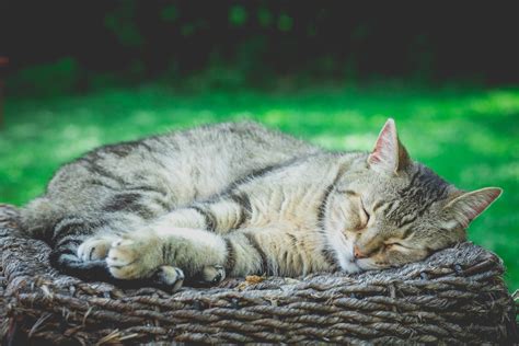 Cat And Kitty Litter Types And Options What Types Of Cat Litter Can I Buy