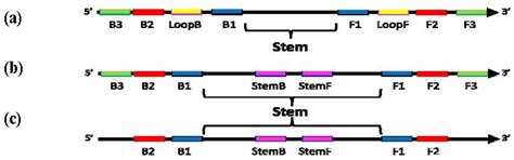 Loop Mediated Amplification Accelerated By Stem Primers