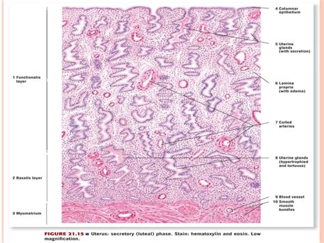 Histology Of Uterine Endometrium Pptxxxx Pptx