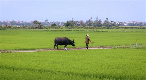 베트남 논 농업 Pixabay의 무료 사진 Pixabay