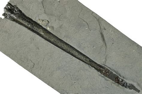 385 Pyritized Fossil Belemnite Acrocoelites Germany 266516 For