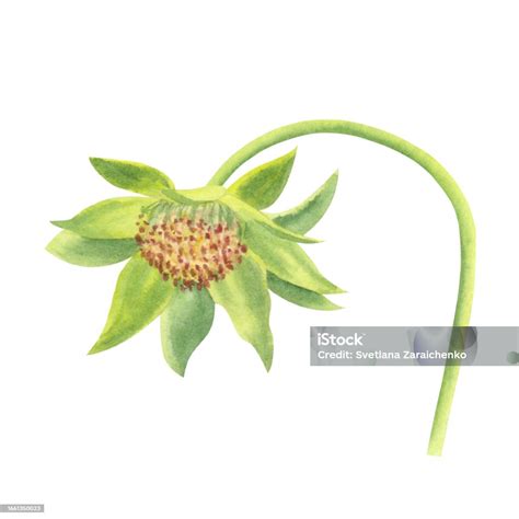 하얀 배경에 분리된 딸기 꽃 수채화 손으로 그린 그림입니다 광고 포장 메뉴 초대장 명함 엽서 인쇄 0명에 대한 스톡 벡터 아트 및 기타 이미지 Istock