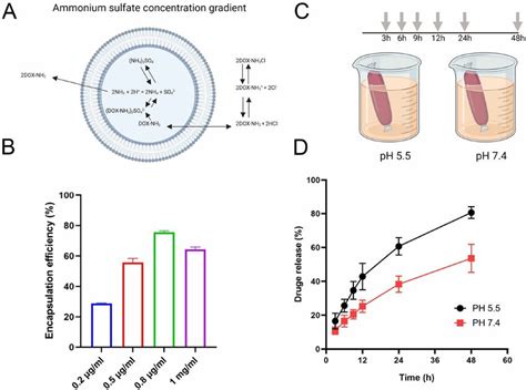 A Ammonium Sulfate Transmembrane Concentration Gradient Active Load Download Scientific