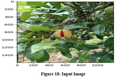 Identification Of Mature Nutmeg Using Colour Space Segmentation