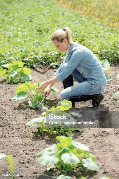 필드에서 일 하는 젊은 여자 농업 경제 학자 에코 호박 성장 잡 초 벗 확인 개념에 대한 스톡 사진 및 기타 이미지 개념 건강한 생활방식 건강한 식생활 Istock