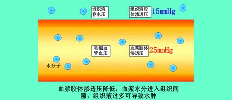 生理学动画 血浆渗透压的作用