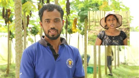 වවුනියාවේ පැපොල් ගැන දැනගමු Youtube