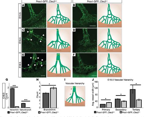 Lymphatic Plexus Semantic Scholar