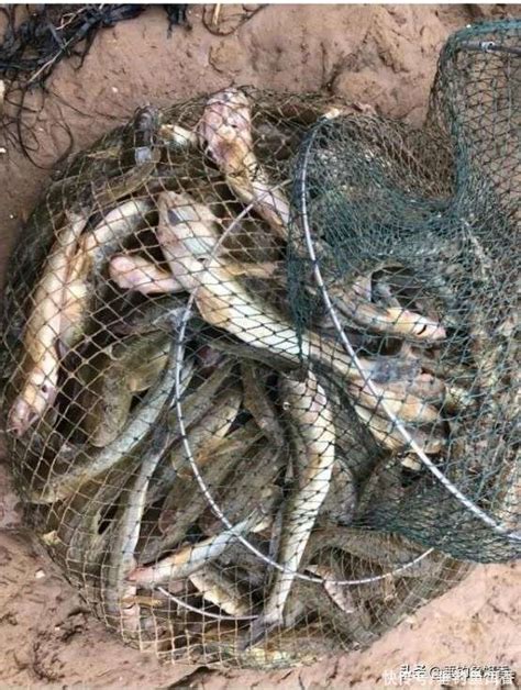 内陆小水沟，钓上“大嘴怪鱼”！近海鱼类入侵，钓友“钓到手软”【快资讯】