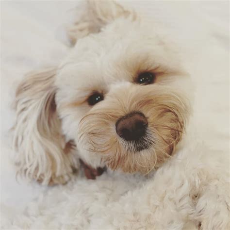 Cockapoo Dandy