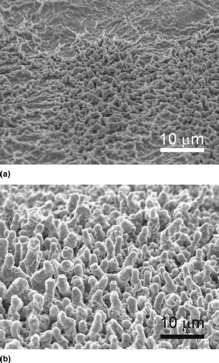 Surface SEM Micrographs Of Samples Obtained Under Unbiased Conditions Download Scientific