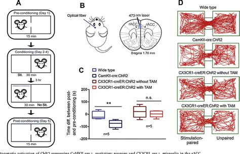 Figure 4 From A New Perspective On The Anterior Cingulate Cortex And