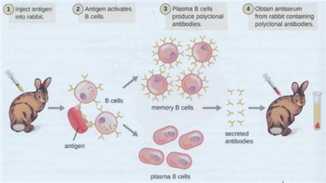 lecture notes chapter 12 flashcards quizlet