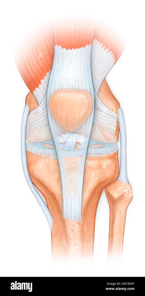 Knee Femur Anatomy