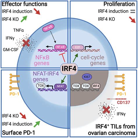 Irf4 Impedes Human Cd8 T Cell Function And Promotes Cell Proliferation And Pd 1 Expression Cell