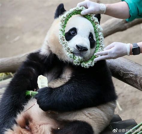 바오 가좍 내일 생일이라는 아기판다 Daum 카페 바오 가좍 내일 생일이라는 아기판다 Daum 카페