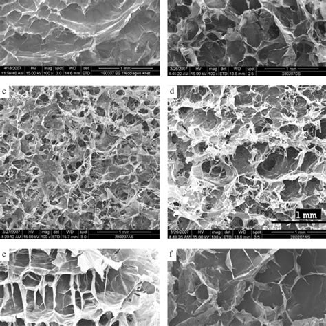 Morphology Of Cross Linked Collagen Sponges Of Pure Collagen A And Download Scientific