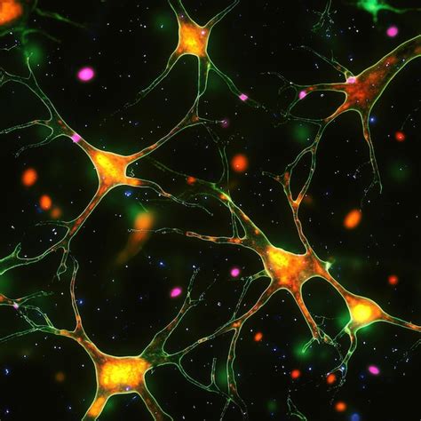 Vibrant Neurons Interconnected In A Striking Abstract Representation Of Neural Premium Ai