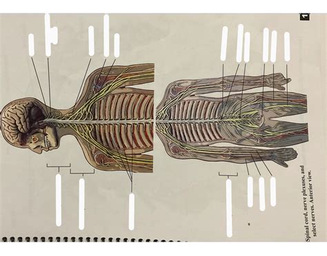 Spinal Cord Nervous Plexus And Select Nerves — Printable Worksheet