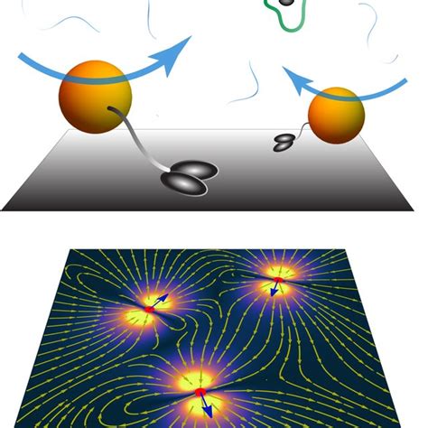 Flow Field Induced By Horizontal Stokeslets Download Scientific Diagram