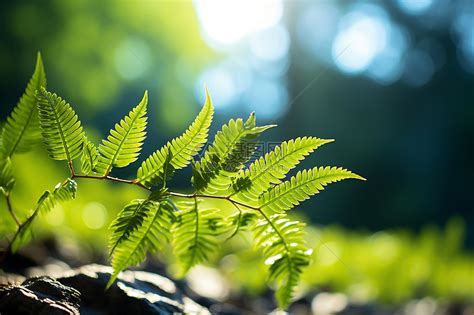 阳光下的植物高清图片下载 正版图片600950498 摄图网