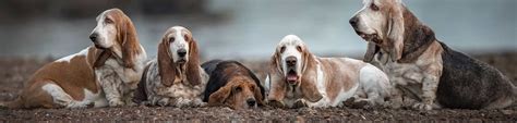 Basset Hound Grooming Tools And Products Recommendations Please