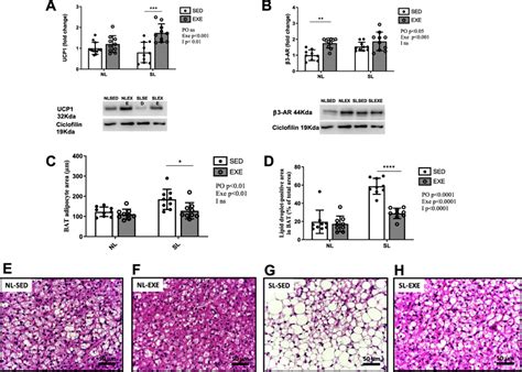 Long Term Effects Of Postnatal Early Overfeeding And Moderate Intensity