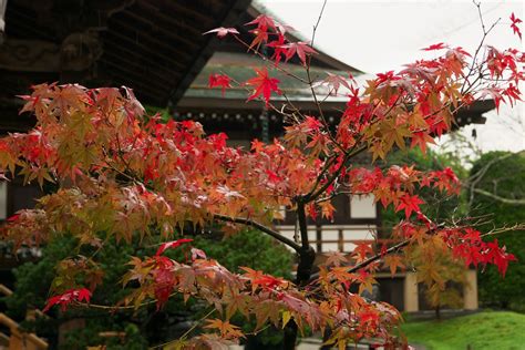 鎌倉報国寺 GANREF