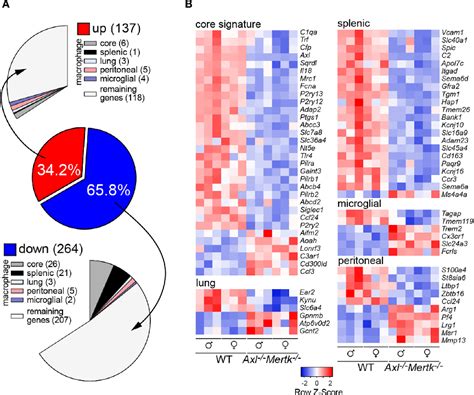 Figure 4 From The Tam Receptor Tyrosine Kinases Axl And Mer Drive The