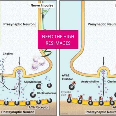 Acetylcholine Pathway Reproduced With Permission Of Stacey Holland