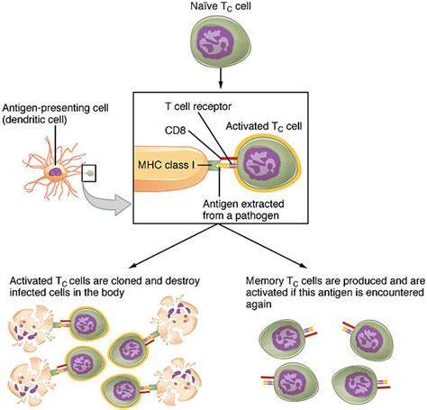 Difference Between Humoral And Cell Mediated Immunity Definition