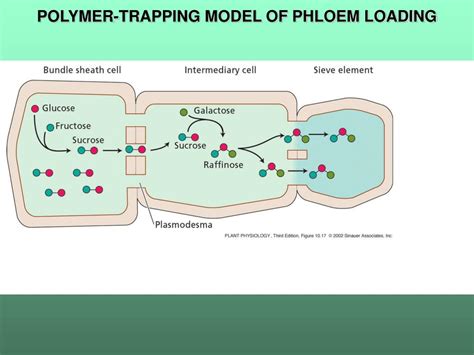 PPT PHLOEM TRANSLOCATION PowerPoint Presentation Free Download ID 1486413