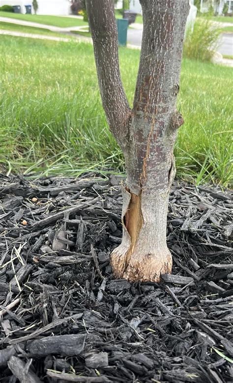 Tree Bark Split Japanese Maple R Landscaping