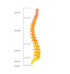 Human Spine Structure Anatomy Royalty Free Vector Image