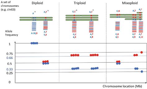 SNP Ratio Calculation And Visualization Reads Are Mapped To The Download Scientific Diagram