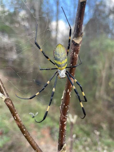Big Flying Spiders Have Arrived In The Us Heres Where Theyre Showing Up