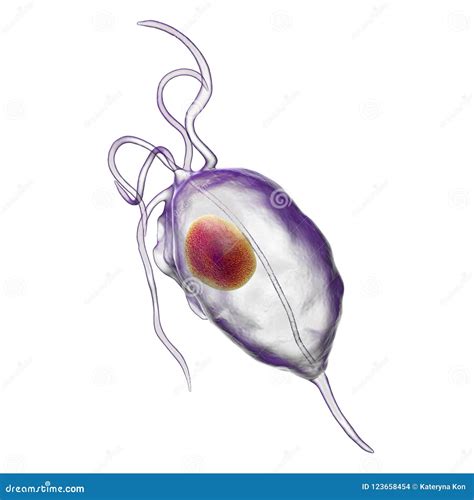 Trichomonas Vaginalis Protozoan Stock Illustration Illustration Of
