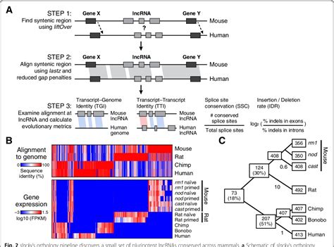 Figure 2 From Evolutionary Analysis Across Mammals Reveals Distinct Classes Of Long Non Coding
